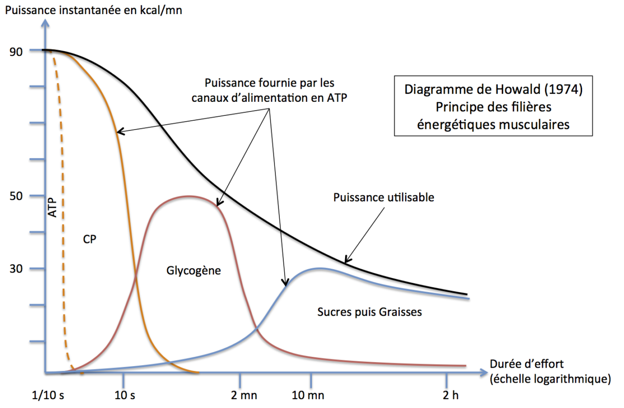 La courbe d'Howald - Cyclisme entrainement